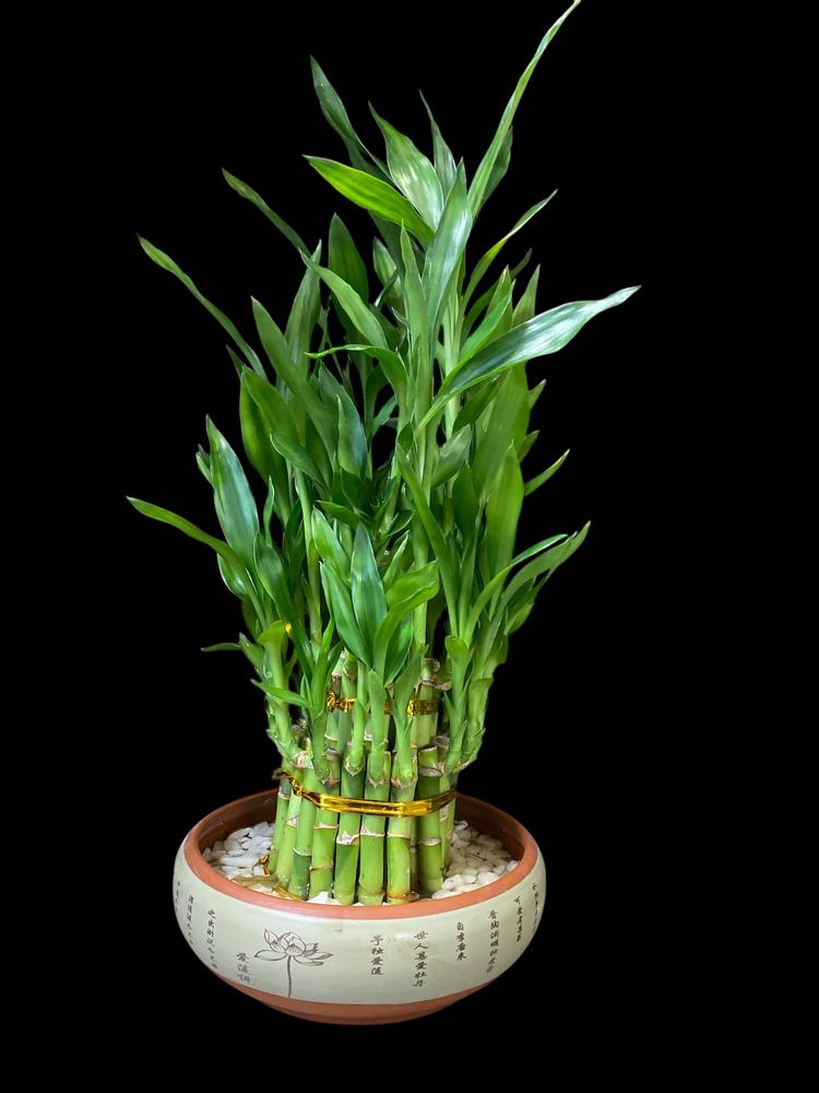 BELINDA FLOWERS AND VARIETIES - Updated March 2025 - Request ...