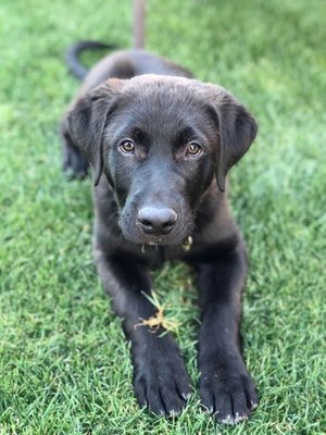 SOUTHWEST OASIS LABRADOR RESCUE - Updated December 2025 - 13 Photos ...