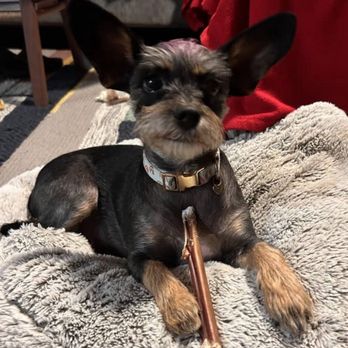 ARIZONA HUMANE SOCIETY - SOUTH MOUNTAIN CAMPUS - Updated January 2026 ...