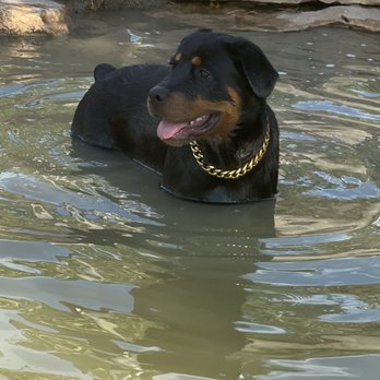 JOHNNY STEELE DOG PARK - Updated October 2024 - 171 Photos & 131 ...