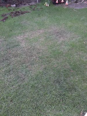 EVERGREEN LAWN & PEST CONTROL - 29 Photos & 20 Reviews - 1200 Tilden ...