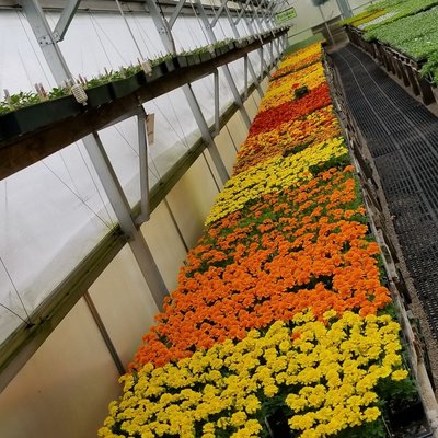 PINEY RIDGE GREENHOUSE - 27 Photos - Nurseries & Gardening - 6355 NW ...