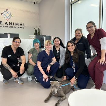 LOVE ANIMAL HOSPITAL AND URGENT CARE - Updated May 2025 - 38 Photos ...