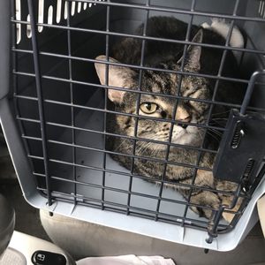 TYSON ANIMAL HOSPITAL - 25 Photos & 36 Reviews - 5415 NC Hwy 55, Durham ...