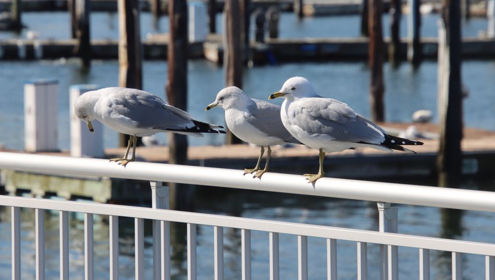 WANTAGH PARK - 98 Photos & 30 Reviews - 1 King Rd, Wantagh, NY - Yelp