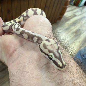 UNDERGROUND REPTILES - Updated December 2025 - 302 Photos & 278 Reviews ...