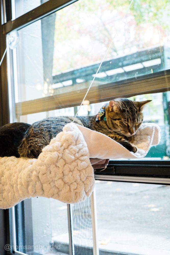 NEKO: A CAT CAFE - Updated December 2025 - 1015 Photos & 343 Reviews ...