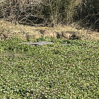 ALLIGATOR ALLEY - Updated August 2024 - 485 Photos & 162 Reviews ...