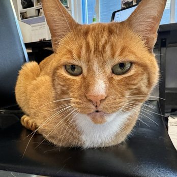 KITTY CAT CAFE - Updated August 2025 - 20 Photos & 12 Reviews - 108 ...