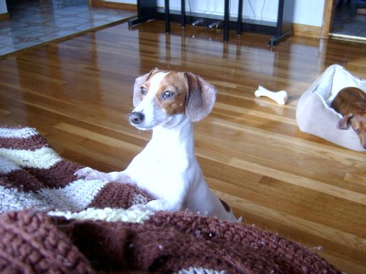 ANIMAL HOUSE CALLS OF NORTH SHORE - Updated January 2026 - 49 Photos ...