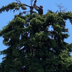 HUBER TREE EXPERT - 92 Photos & 14 Reviews - 1622 S Scoville Ave ...