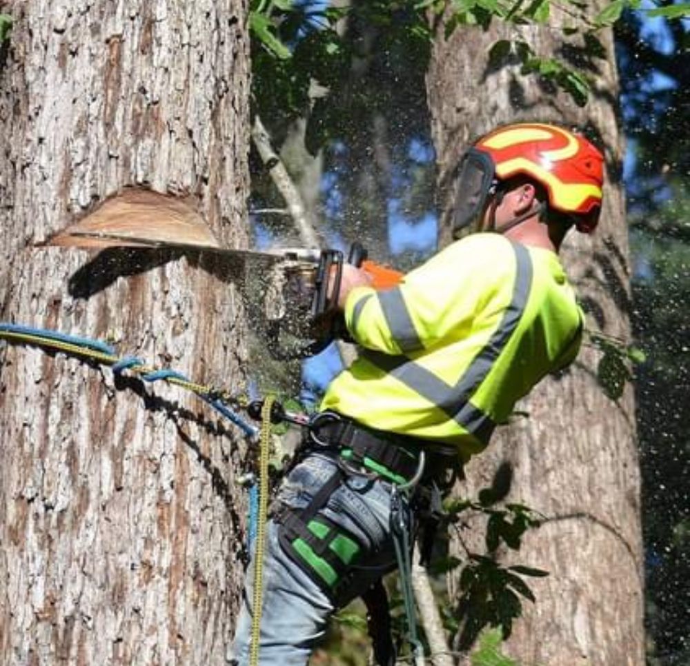 HEAVENS GATE TREE SERVICE - Updated August 2025 - 3656 Browns Bridge Rd ...