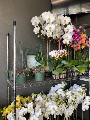 TALL PLANTS - Updated June 2025 - 213 Photos & 103 Reviews - 9191 Katy ...