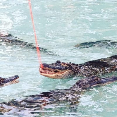 GATOR SPOT - Updated May 2025 - 40 Photos - 5700 Fun Spot Way, Orlando ...