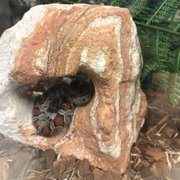 BUG & REPTILE MUSEUM - 64 Photos & 34 Reviews - 1118 Charleston Beach ...