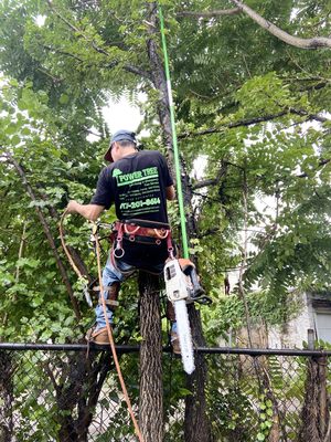 POWER TREE REMOVAL - Updated July 2025 - 125 Photos & 29 Reviews - 1229 ...