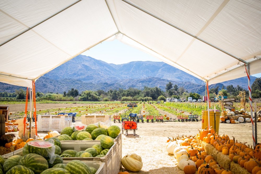 PRANCERS FARM - Updated October 2025 - 148 Photos & 48 Reviews - 18540 ...