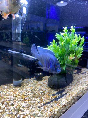 FISH GALLERY - 28 Photos & 61 Reviews - 15003 Inwood Rd, Addison, Texas ...