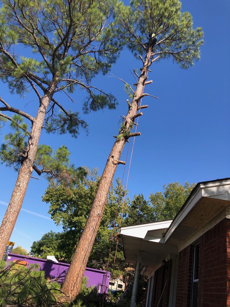 RAPHAEL’S TREE SERVICE - Updated December 2024 - Request a Quote - 20 ...