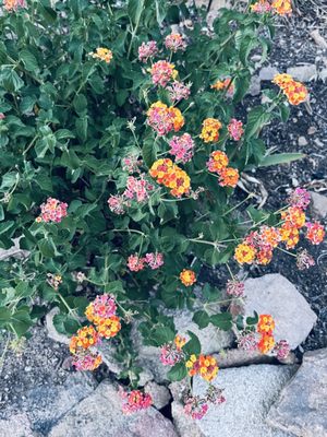 THE NATIVE GARDEN - Updated December 2025 - 26 Photos & 10 Reviews ...