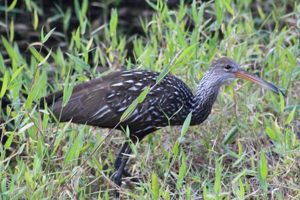 CREW - BIRD ROOKERY SWAMP - Updated November 2024 - 166 Photos & 23 ...
