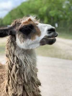 BAYOU WILDLIFE ZOO - 329 Photos & 121 Reviews - Zoos - 5050 FM 517 ...