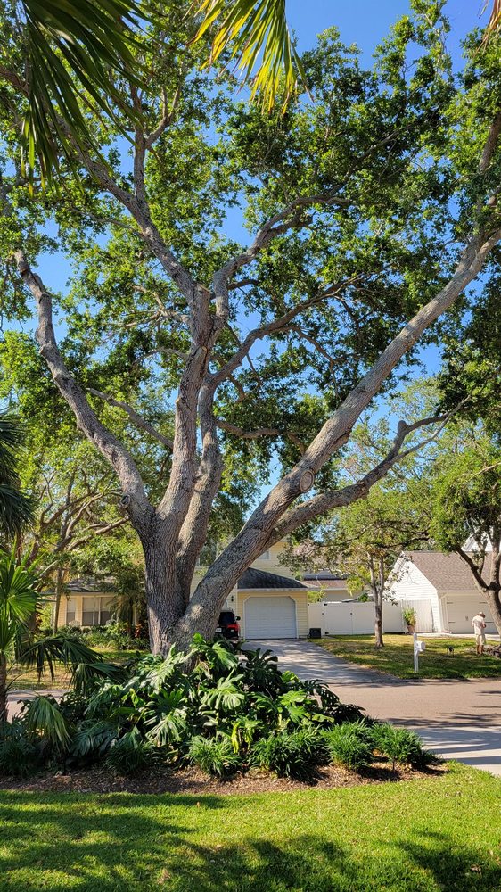 ALMIGHTY TREESCAPE SERVICES - Updated August 2025 - Request a Quote ...