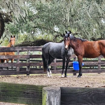 GOLDEN OCALA GOLF & EQUESTRIAN CLUB - Updated February 2025 - 18 Photos ...