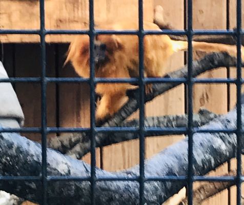 CAPRON PARK ZOO - 150 Photos & 81 Reviews - 201 County St, Attleboro ...