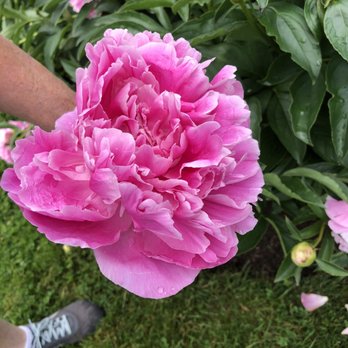 PARDEE ROSE GARDEN - Updated December 2025 - 29 Photos - 180 Park Rd ...