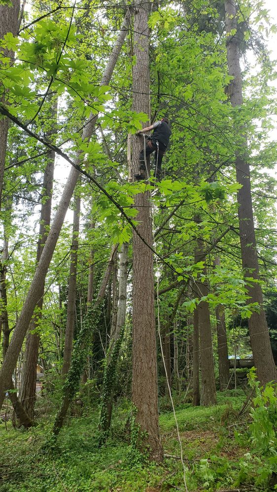 TIP TOP TREE - Updated September 2025 - Buckley, Washington - Tree ...