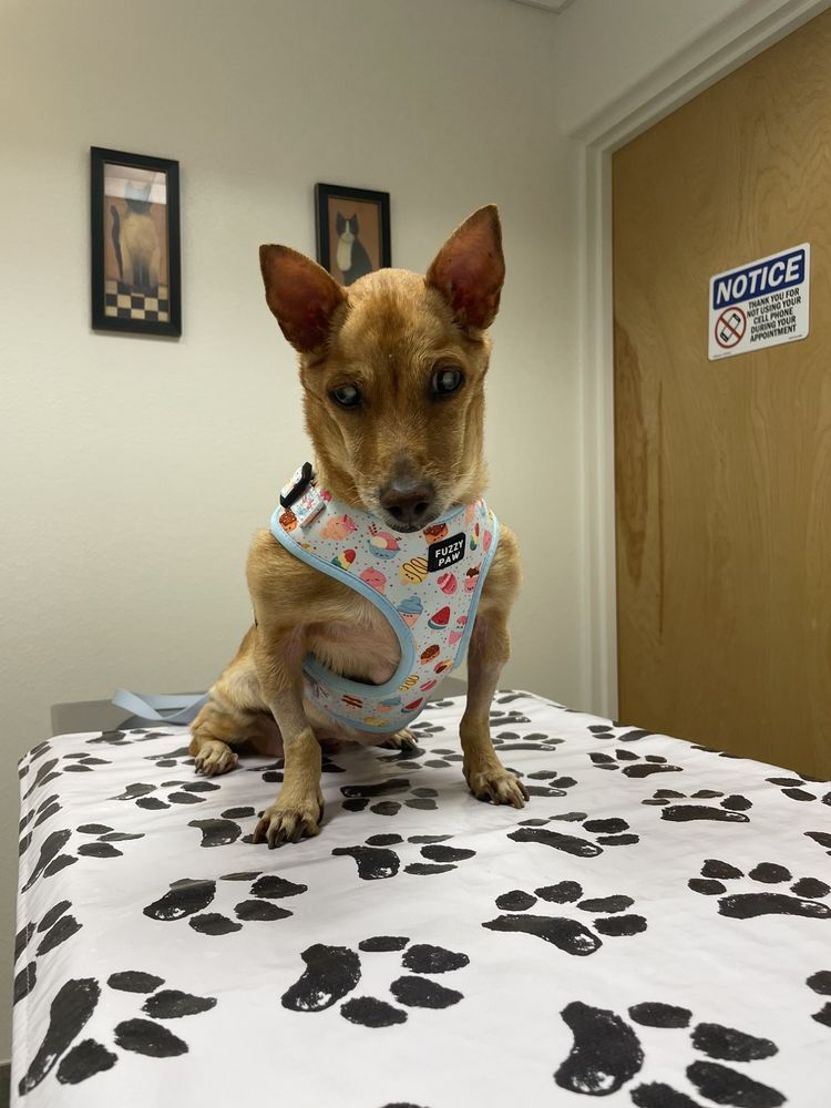 HAWAII VETERINARY VISION CARE - Updated March 2025 - 10 Photos & 17 ...