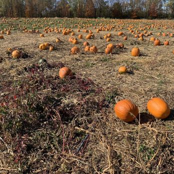 DULL’S TREE FARM - Updated December 2025 - 114 Photos & 56 Reviews ...