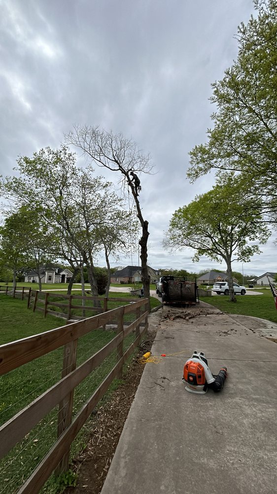 TRIGGER TREE WORKS - Updated October 2025 - 49 Photos - Katy, Texas ...