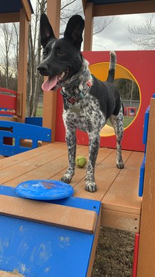 HELPING HOUNDS DOG RESCUE - 23 Reviews - Pet Adoption - 7268 Caswell ...