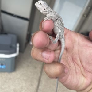 DFW REPTARIUM - 81 Photos & 75 Reviews - 2220 Coit Rd, Plano, Texas ...