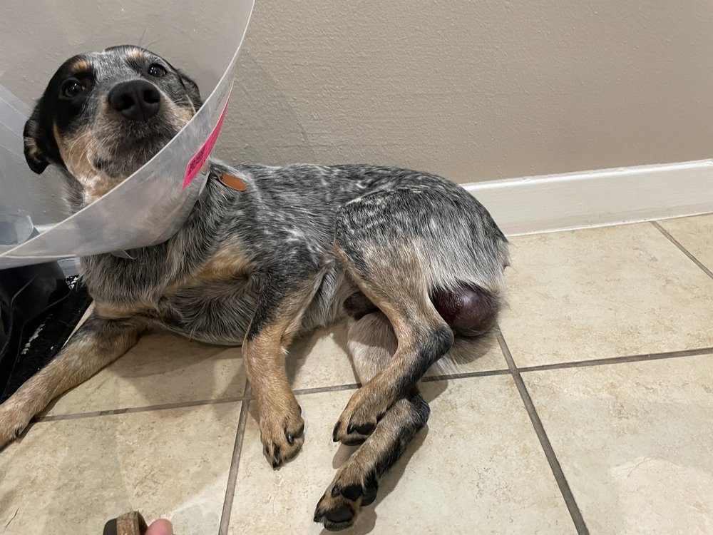 TEXAS COALITION FOR ANIMAL PROTECTION - DENTON - Updated May 2025 - 45 ...