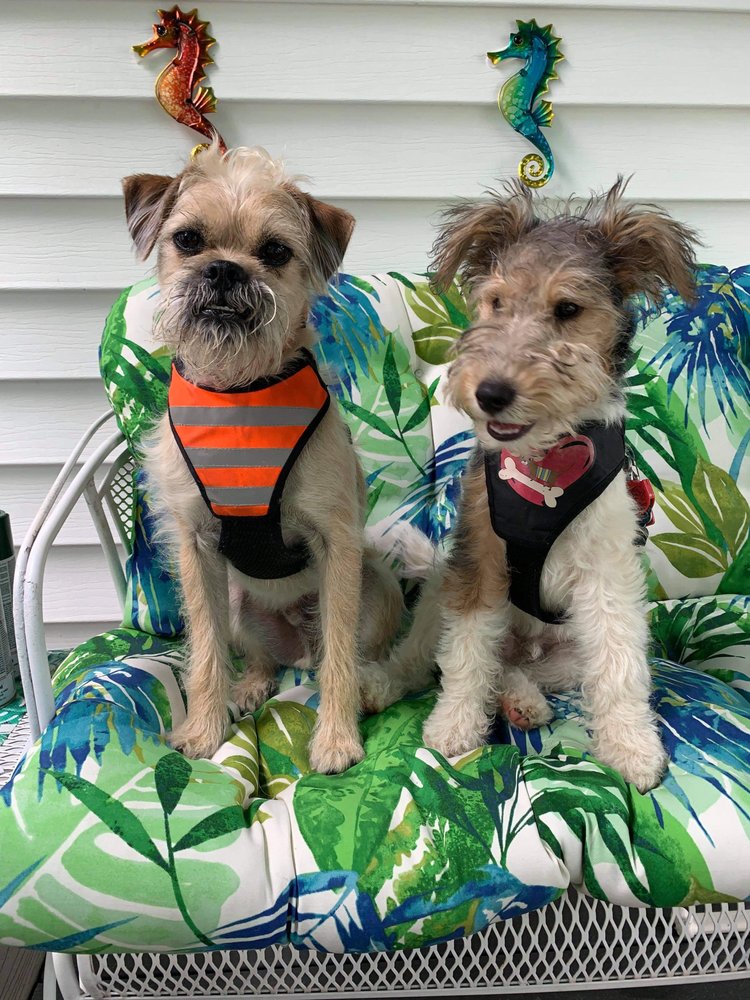 ALL DOGS GYM & INN - Updated October 2025 - 42 Reviews - 505 Sheffield ...