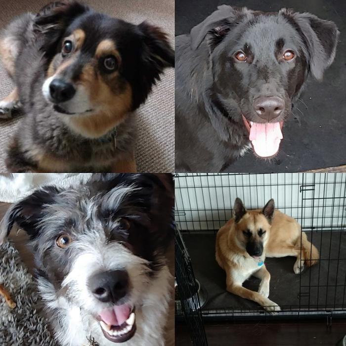 CASSIE’S CANINE CONNECTION - Updated January 2025 - 47 Photos - Seattle ...