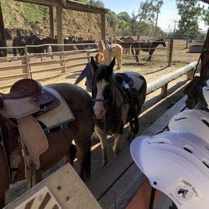 SUNSET RANCH HOLLYWOOD STABLES - 651 Photos & 550 Reviews - Horseback ...