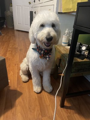 WAG YOUR TAIL - Updated October 2025 - 359 Photos & 386 Reviews - 4178 ...