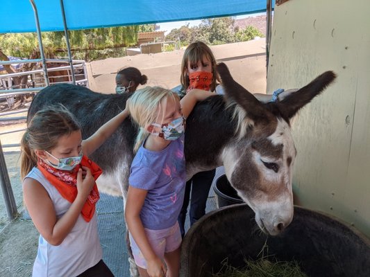 LAUGHING PONY RESCUE - Updated December 2024 - 16 Photos & 17 Reviews ...