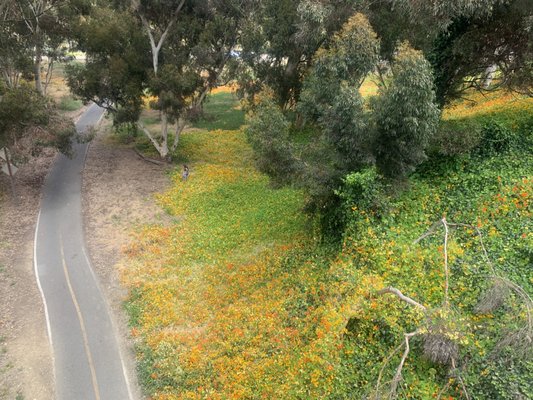 SAN LUIS REY BIKE TRAIL - 143 Photos & 55 Reviews - College Blvd And N ...