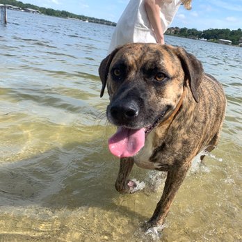 BAYVIEW DOG BEACH - Updated November 2024 - 81 Photos & 56 Reviews ...