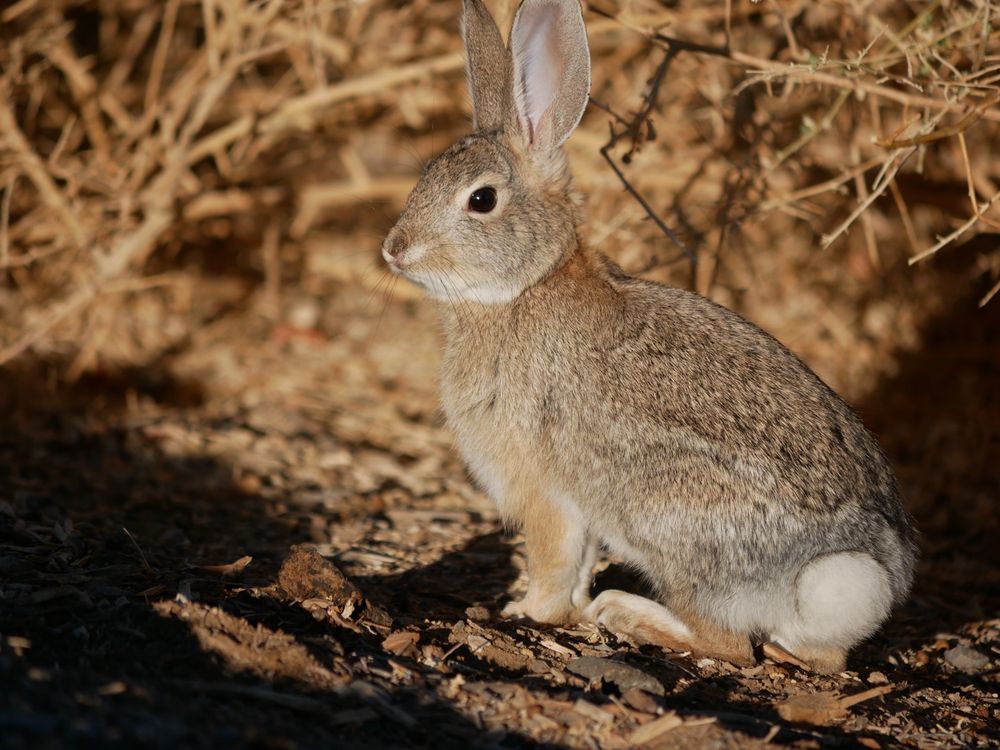 HENDERSON BIRD VIEWING PRESERVE - Updated July 2024 - 451 Photos & 71 ...