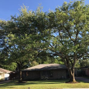 ABC PROFESSIONAL TREE SERVICES - Updated April 2025 - 12 Photos & 27 ...