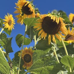 PICK-QUICK DRIVE IN - Updated July 2025 - 378 Photos & 427 Reviews ...