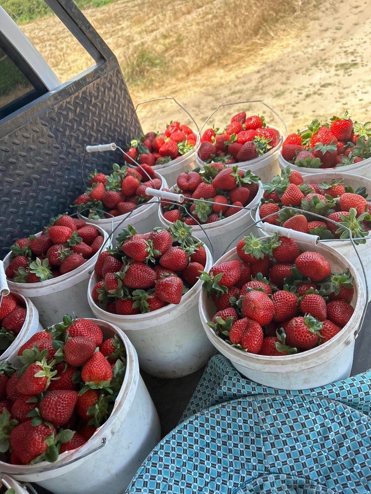 SAECHAO STRAWBERRIES STAND - Updated August 2025 - 11 Photos - 8938 S ...