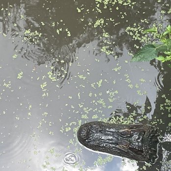 ALLIGATOR ALLEY - Updated December 2025 - 507 Photos & 185 Reviews ...