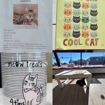 THE CATTITUDE CAFE - Updated January 2026 - 27 Photos - 225 E 11th St ...